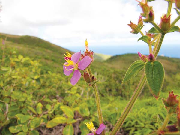 Maui, Hawaii island focus of beetle weed-control project | News, Sports ...